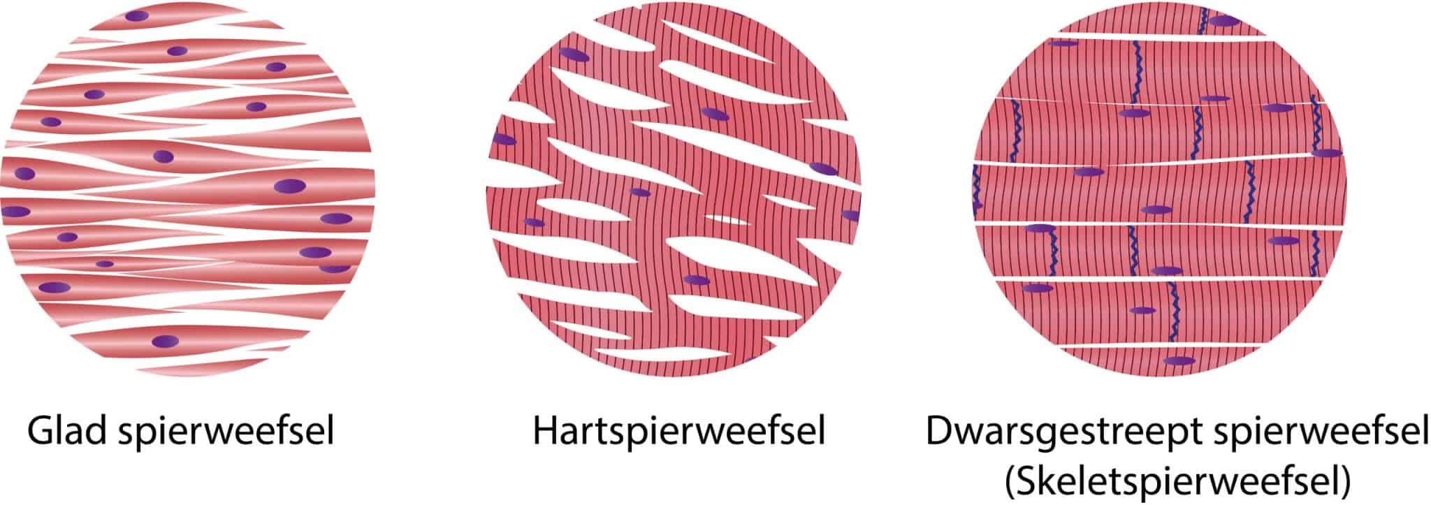 Welke soorten spiervezels zijn er? | Medicus Online