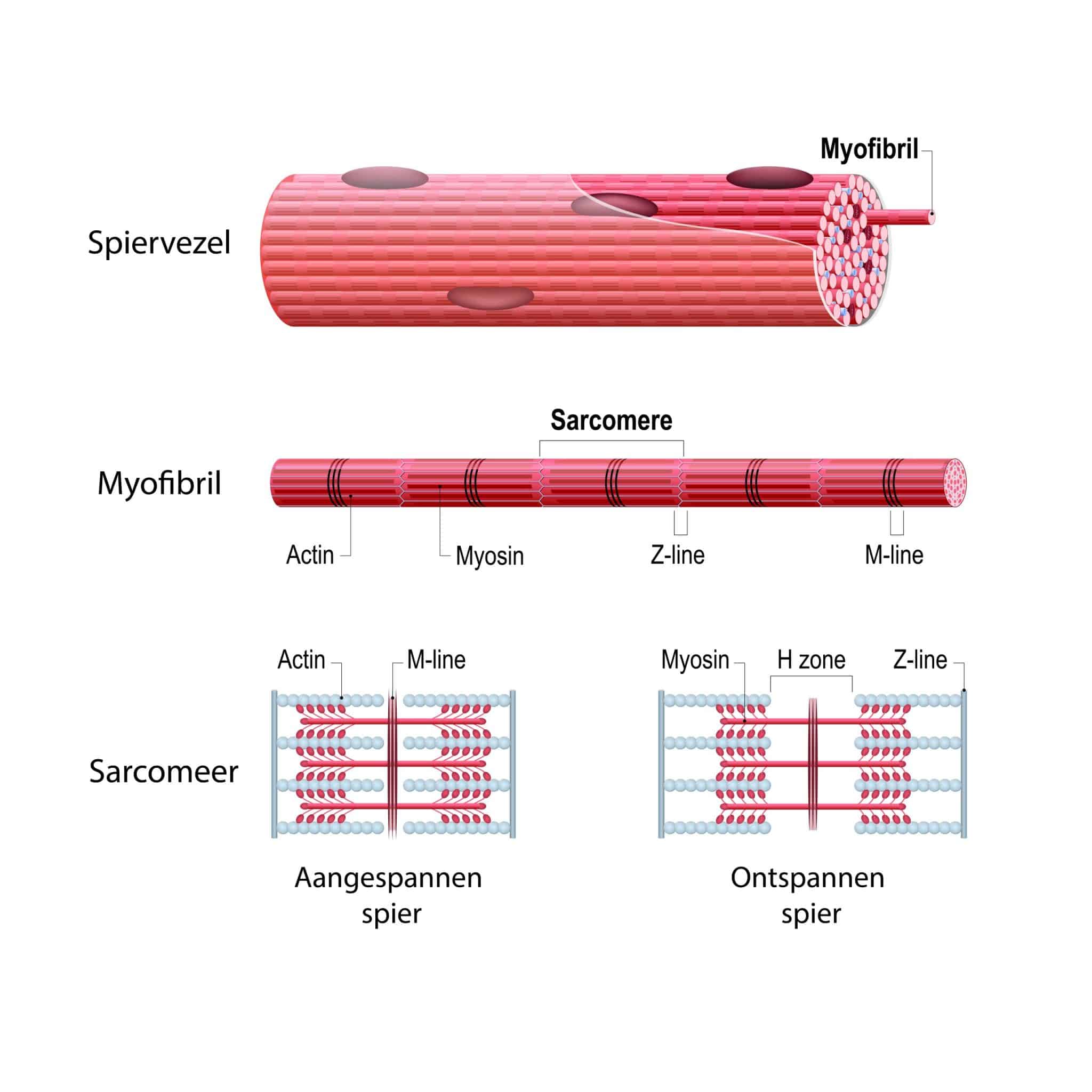 Welke soorten spiervezels zijn er? | Medicus Online