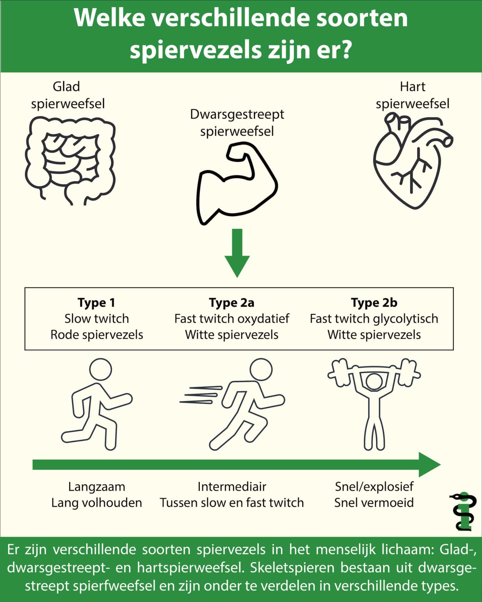 Welke soorten spiervezels zijn er? | Medicus Online